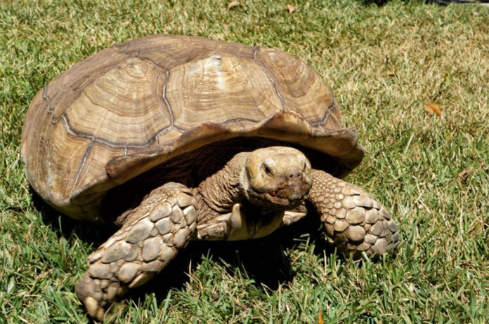 Día Mundial de la tortuga: desde cuándo y por qué se celebra cada 23 de ...