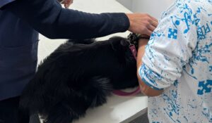 Zoonosis intensifica las atenciones y lleva adelante operativos de ...