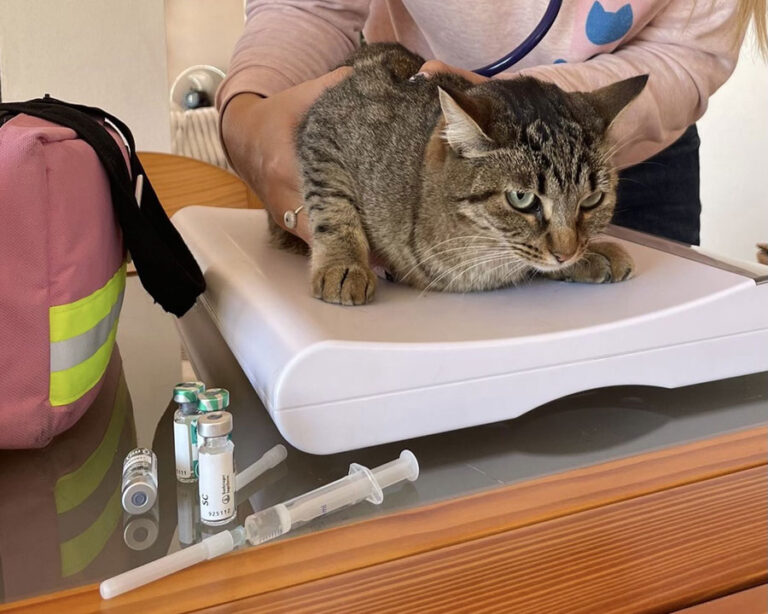 Convocan a prevenir brote de una enfermedad de los gatos en ciudad ...